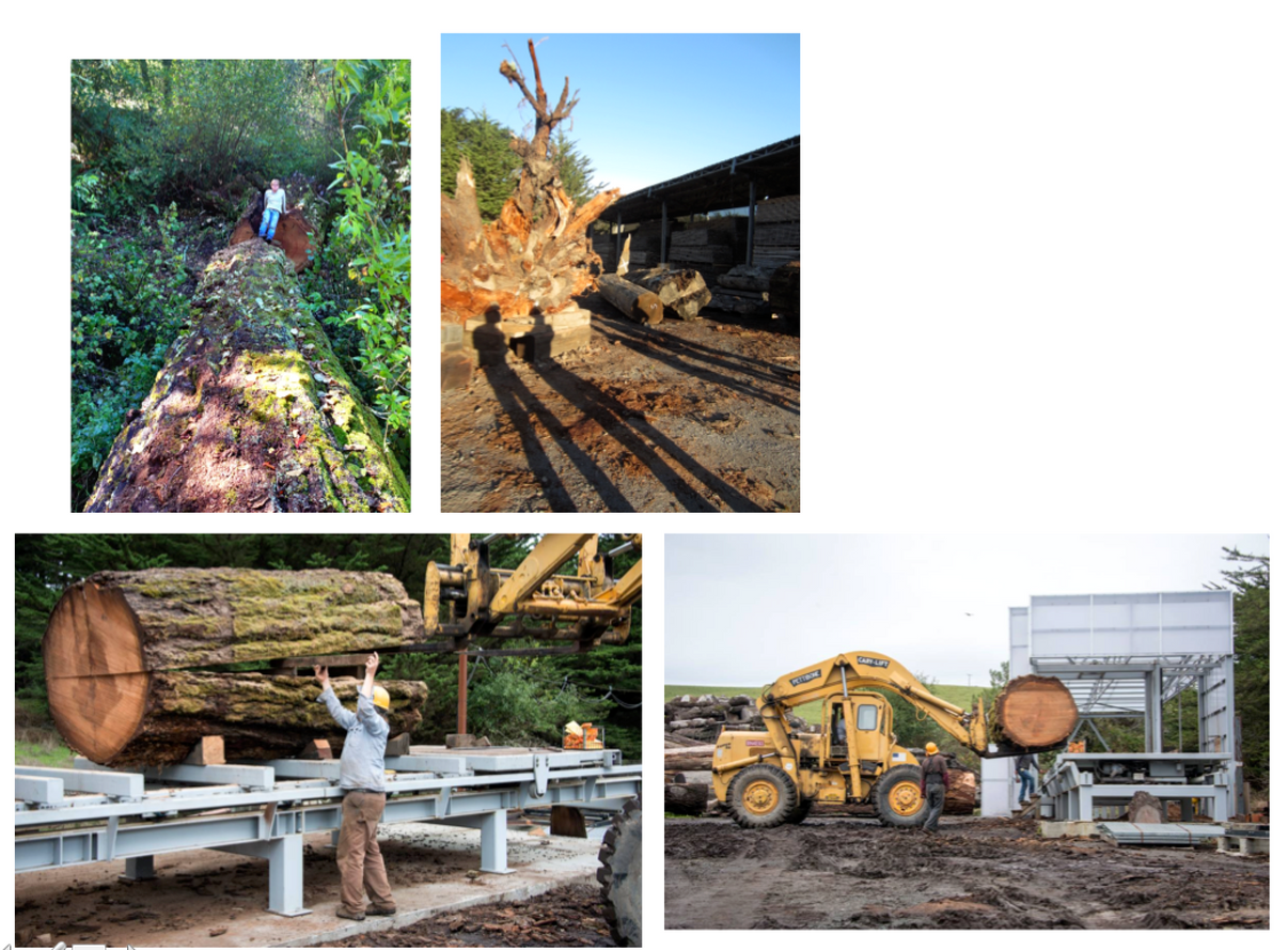 Old growth douglas fir slab FIR-019B salvaged from Exploratorium ...